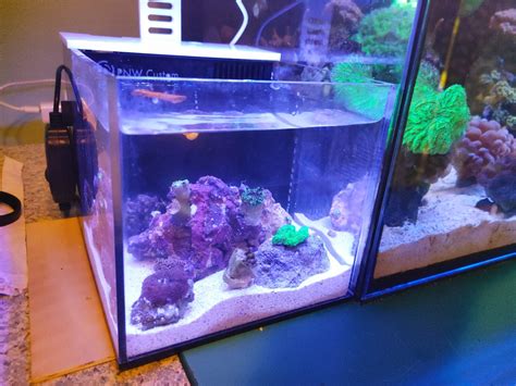 Nano Build Pnw Small In One Build Finally Reef2reef