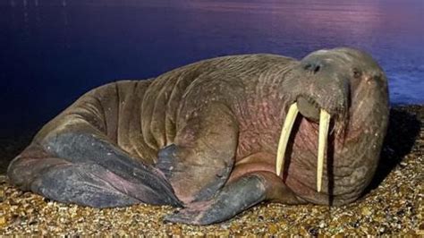Scarborough Rare Walrus Sighting Draws Huge Crowds To Harbour BBC News