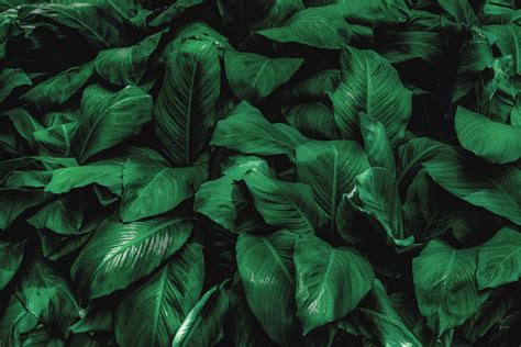 Spathiphyllum Cannifolium의 잎 추상녹색 질감 자연 배경 열대 잎 0명에 대한 스톡 사진 및 기타 이미지