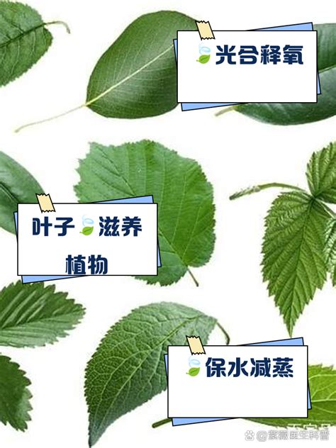 叶子有什么作用