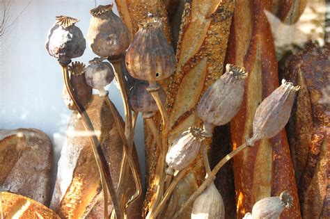 10000 Free Triangular Seed Pods And Seed Pod Images Pixabay