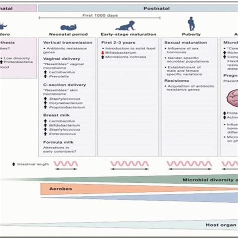 1 Gut Microbiome Alteration From Infancy To Adulthood Kundu Et Al 2017 Download Scientific