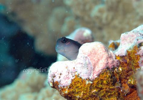 Ecsenius Bicolor