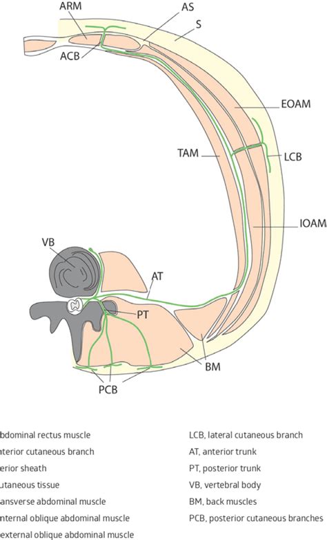 Figure 3 From The Anterior Cutaneous Nerve Entrapment Syndrome A