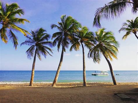 As praias em Maceió são de uma beleza estonteante E esses coqueiros