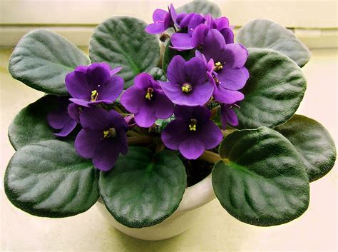 Cuáles son los cuidados de la violeta africana Jardineria On