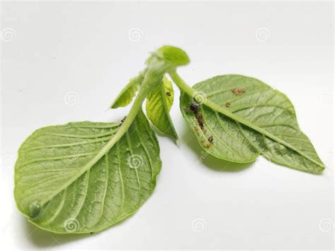 Aphids And Ants On Spinach Leaves On A White Background Stock Image