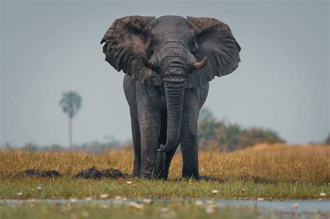 The Ghost Elephants Haunting Angola Journal Of African Elephants