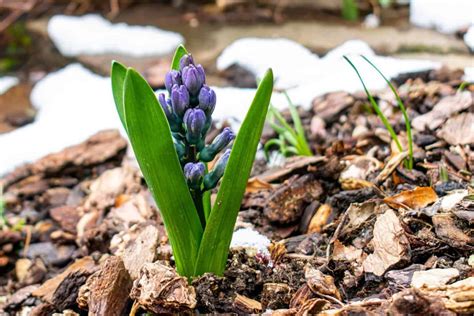 Everything You Need To Know About Mulch