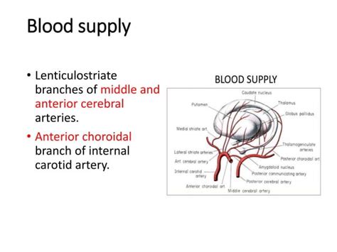 Basal Ganglia Anatomy And Physiology Ppt Ppt