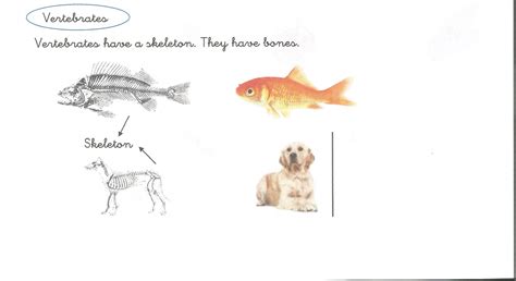 Ya Estamos En Primaria VERTEBRATES AND INVERTEBRATES Vertebrados E