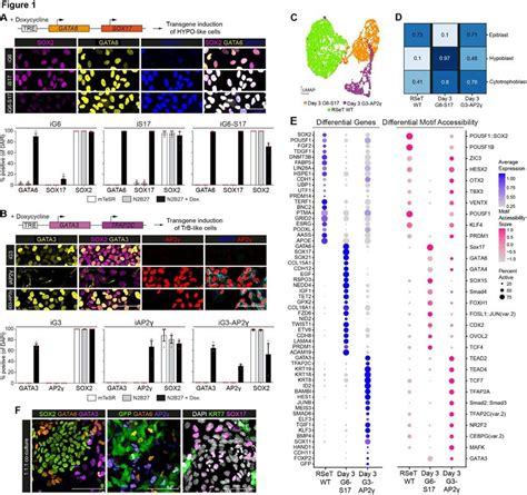 Validation Of Extraembryonic Like Induction Download Scientific Diagram