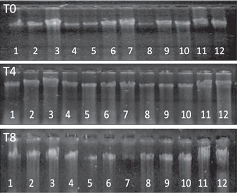 Genomic Dna Electrophoresis From Dna Obtained From Different Incubation