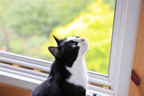 今日から8月 TRCPSの猫分スタンド
