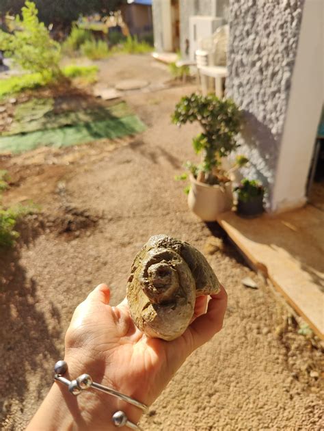 Found In Austin Tx Is This A Fossil R Fossils