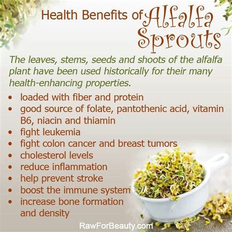 Alfalfa Herb Powder Benefits At Arnetta Parker Blog