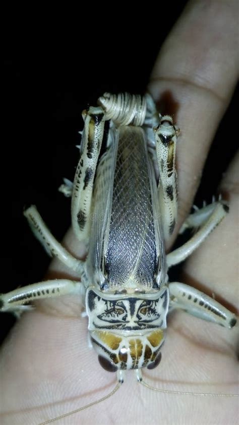 Grasshopper The King Of Grass Stock Image Image Of Beautiful Shows