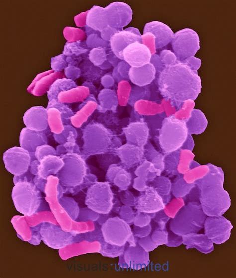 Streptococcus Mutans Visuals Unlimited Science And Nature Things