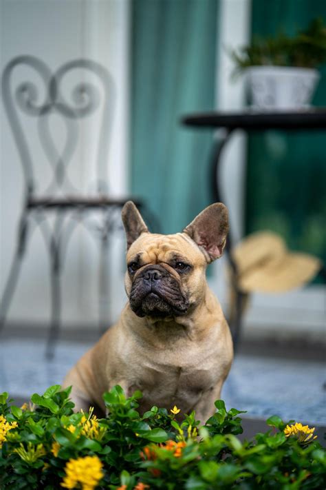 Conheça Quatro Características Da Raça Buldogue Francês Portal Cães E