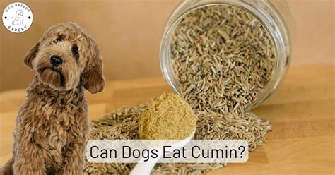 Can Dogs Eat Cumin And Do They Benefit From It
