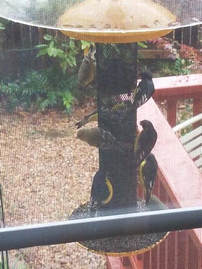 Perky Pet Yellow Straight Sided Finch Tube Hanging Bird Feeder 15 Lb