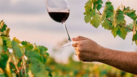 La Historia Detrás Del Primer Vino Producido En Buenos Aires Mdz Online