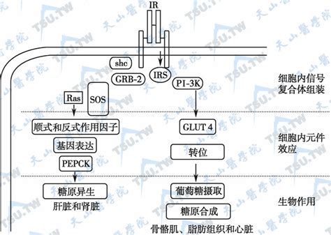 附图 胰岛素受体后抵抗 内分泌学 天山医学院