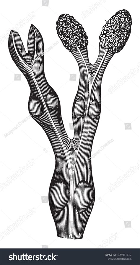 Fucus Vesiculosus Vintage Engraved Illustration Universe Stock Vector