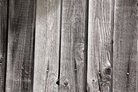 Tree Grey Background Free Photo On Pixabay Pixabay