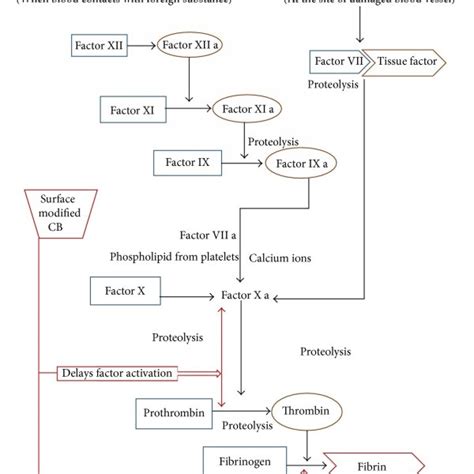 Classification Of Cardiovascular Biomaterial Download Scientific Diagram