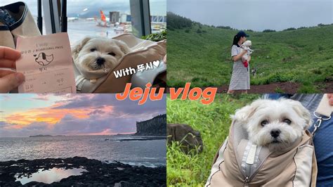 제주여행vlog Ep1 🍊 강아지랑 제주도 여행 애견동반 식당 맛집 카페 여행 코스 기가막혔다 Youtube