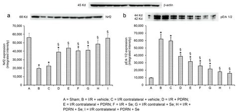 Ijms Free Full Text Involvement Of Hypoxia Inducible Factor 1 α In