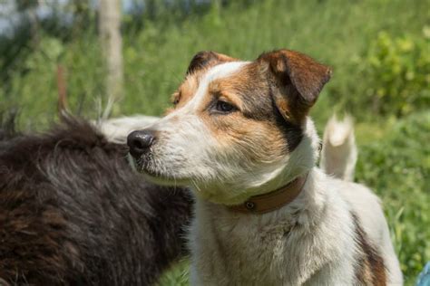 Приют Приют За Безстопанствени Кучета Към Община Бургас