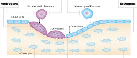Hormonal Regulation Of Bone Remodeling 68104592 Vector Art At Vecteezy