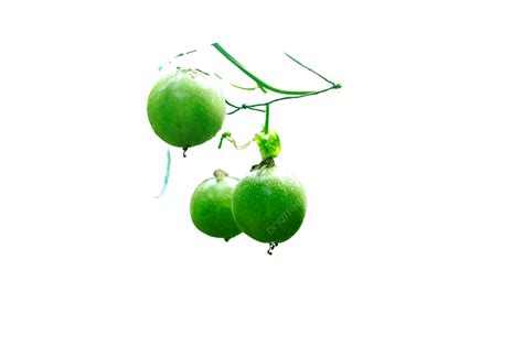 Passion Fruit Tree Tree Agriculture Tropical Vitamin Organic Growing