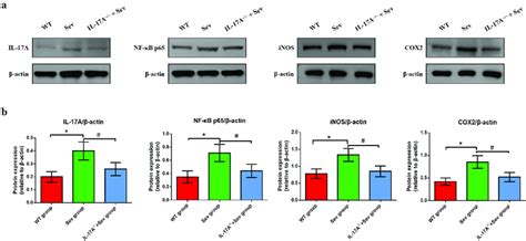 IL 17A Deletion Ameliorates Activation Of Repeated Sevoflurane