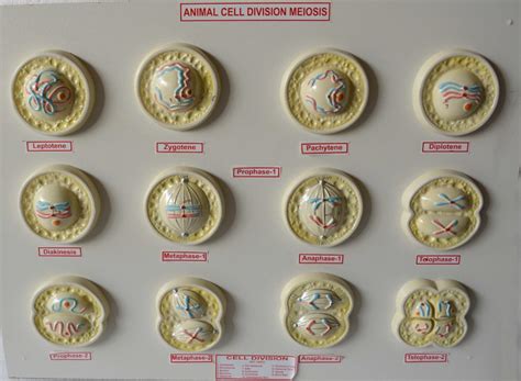 Science Models For Classes Not Masses