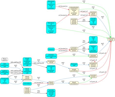ASCT B As Graph ASCT B Validation Reports