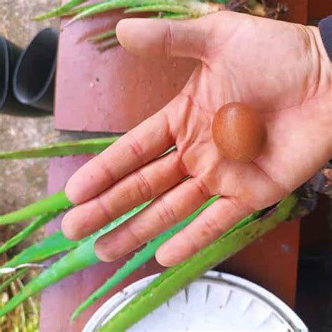 Excursión Ecológica Centrada En La Agricultura Regenerativa Getyourguide