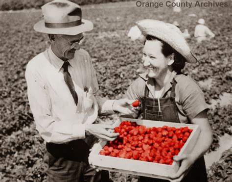 Oc History Roundup Strawberries In Orange County