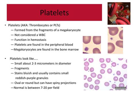 Ppt Normal Blood Cell Morphology Powerpoint Presentation Free