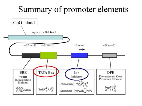 Ppt Transcription Powerpoint Presentation Free Download Id1250140