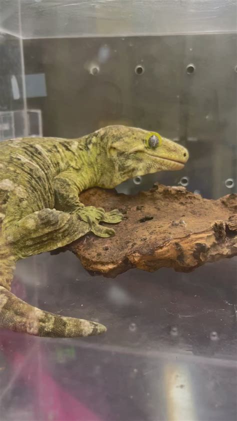 Big Leachianus Gecko 🦎 Leachie Gecko New Caledonian Geckos Species