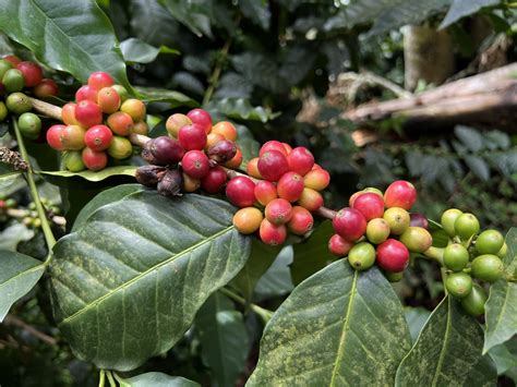 世界三大コーヒーとは？その歴史とコーヒー豆の特徴