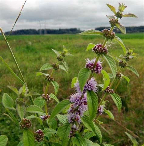 Мята полевая (Mentha arvensis L. s. L.) - лекарственное, чайное ...