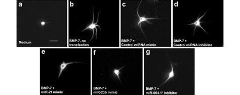 Overexpression Of MiR 23b And MiR 21 Or Inhibition Of MiR 664 1