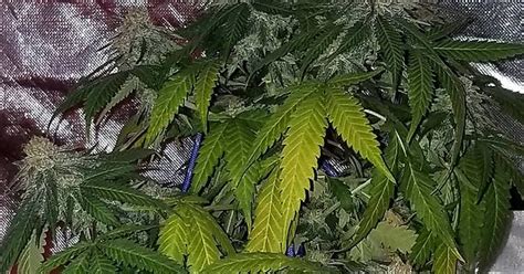 Its Close Leaves Turning Yellow And Dropping Off Much Faster Than Im