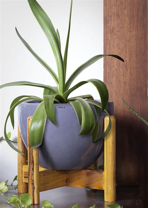 Get Echoing Eternity Planter Fat Wooden Stand Medium At ₹ 2099