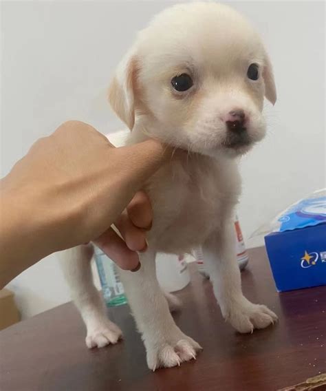 帅帅的小狗狗想要找个好人家领养狗狗