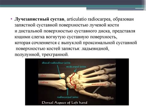 Лучезапястный сустав Online Presentation